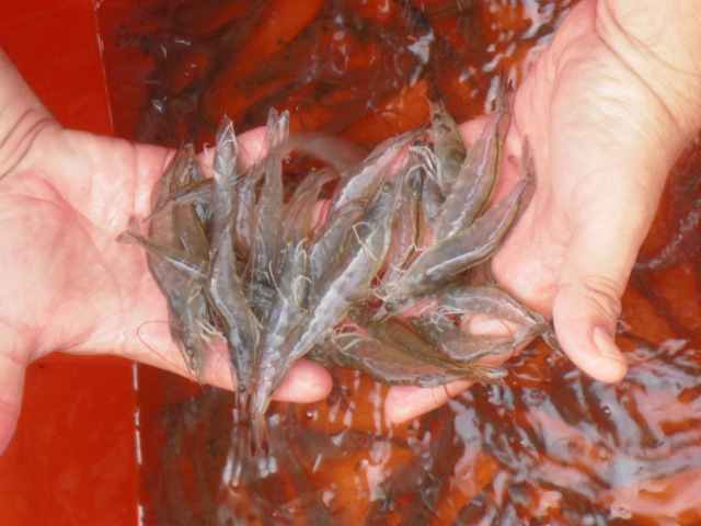 Seattle Shrimp & Seafood | Buyer's Info