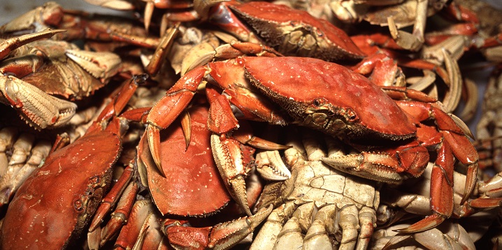 Seattle Shrimp & Seafood | Crab