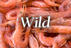 Seattle Shrimp & Seafood | Shrimp